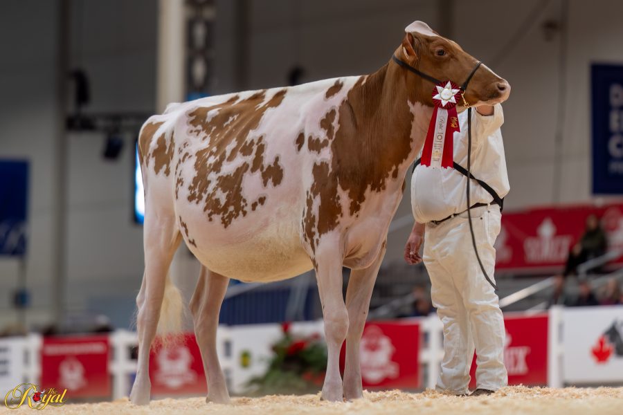 MAIFIELD WARRIOR ENA