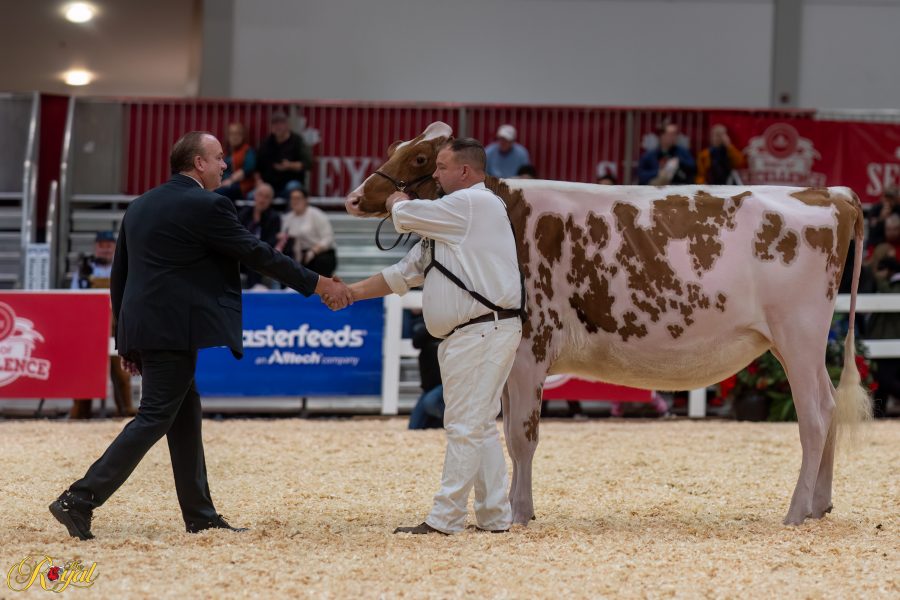 MAIFIELD WARRIOR ENA