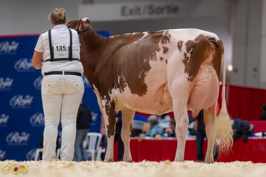 MS T-TRIPLE-T TL FAME-RED