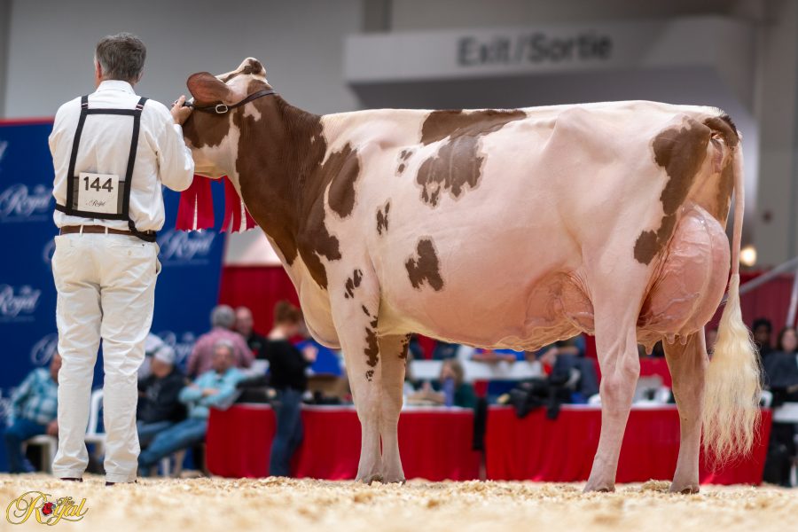 OAKFIELD CORNERS DAIRY SHOW CATTLE, OAKFIELD, NY