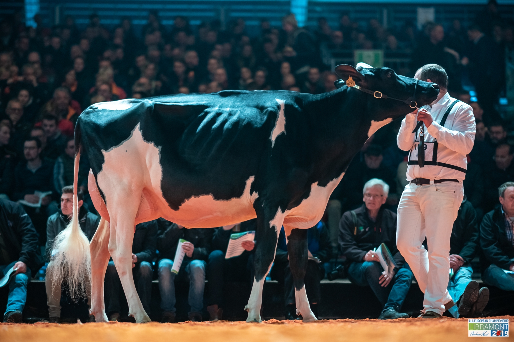 1. (BU) Comestar Doorman O’KATRYSHA (DOORMAN), WTS-Genetics Willmann ...