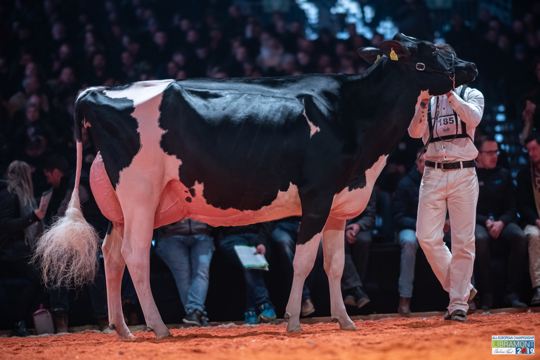 1. (BU) M.E.Dal Long P DANDY (LONG P), ERRERA HOLSTEINS DI DAVIDE ...