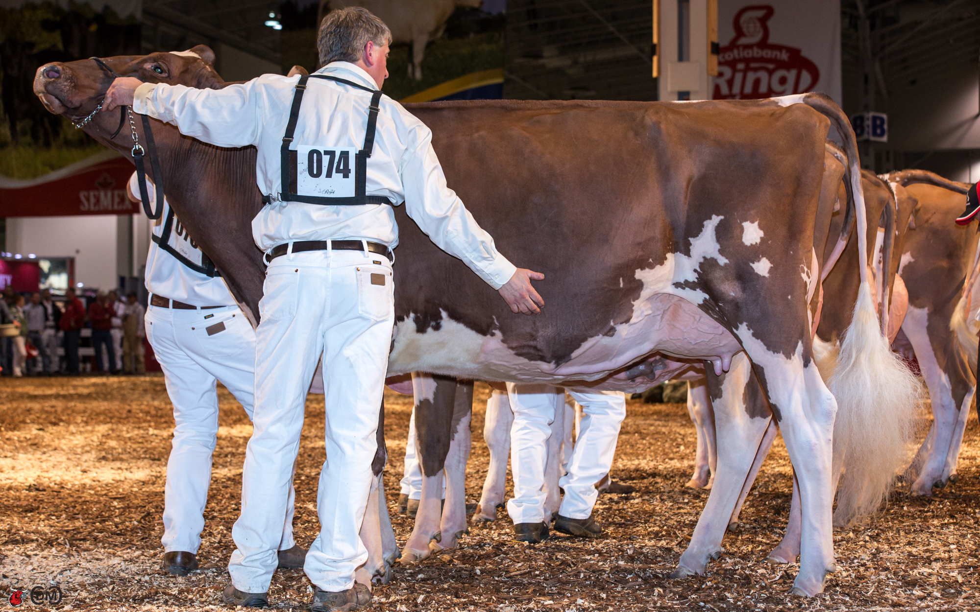 All-Canadian Junior Cow: Lookout Elmbridge Lady Rouge