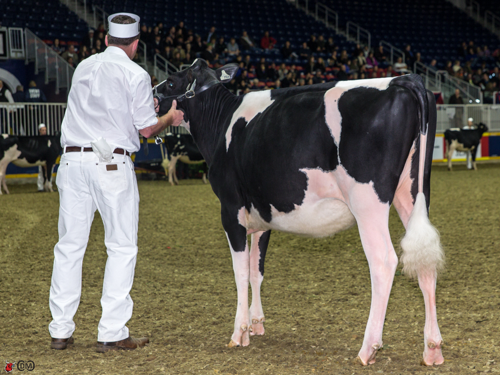 Royal Winter Fair 2013 – Holstein – Senior Heifer | The Bullvine