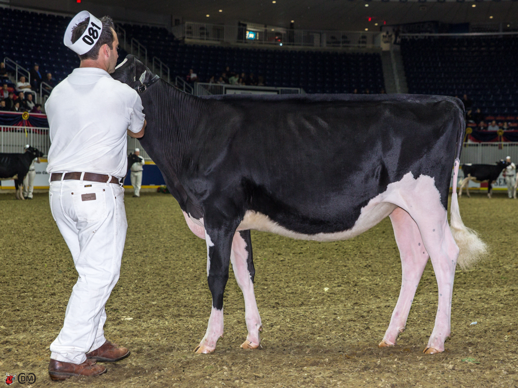 Royal Winter Fair 2013 – Holstein – Senior Heifer | The Bullvine