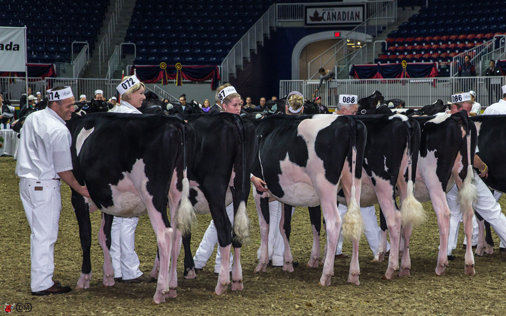 Royal Winter Fair 2013 – Holstein – Senior Heifer | The Bullvine