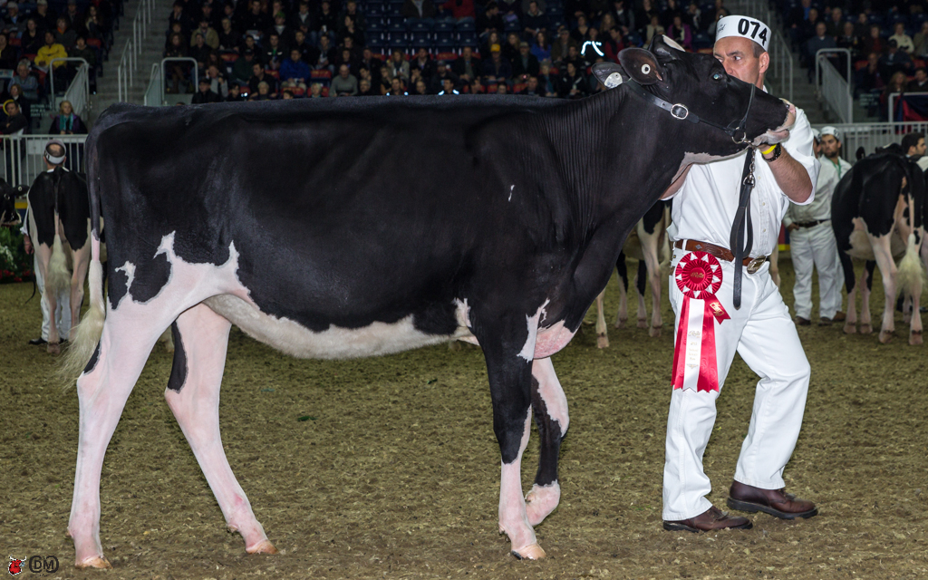 Royal Winter Fair 2013 – Holstein – Senior Heifer | The Bullvine