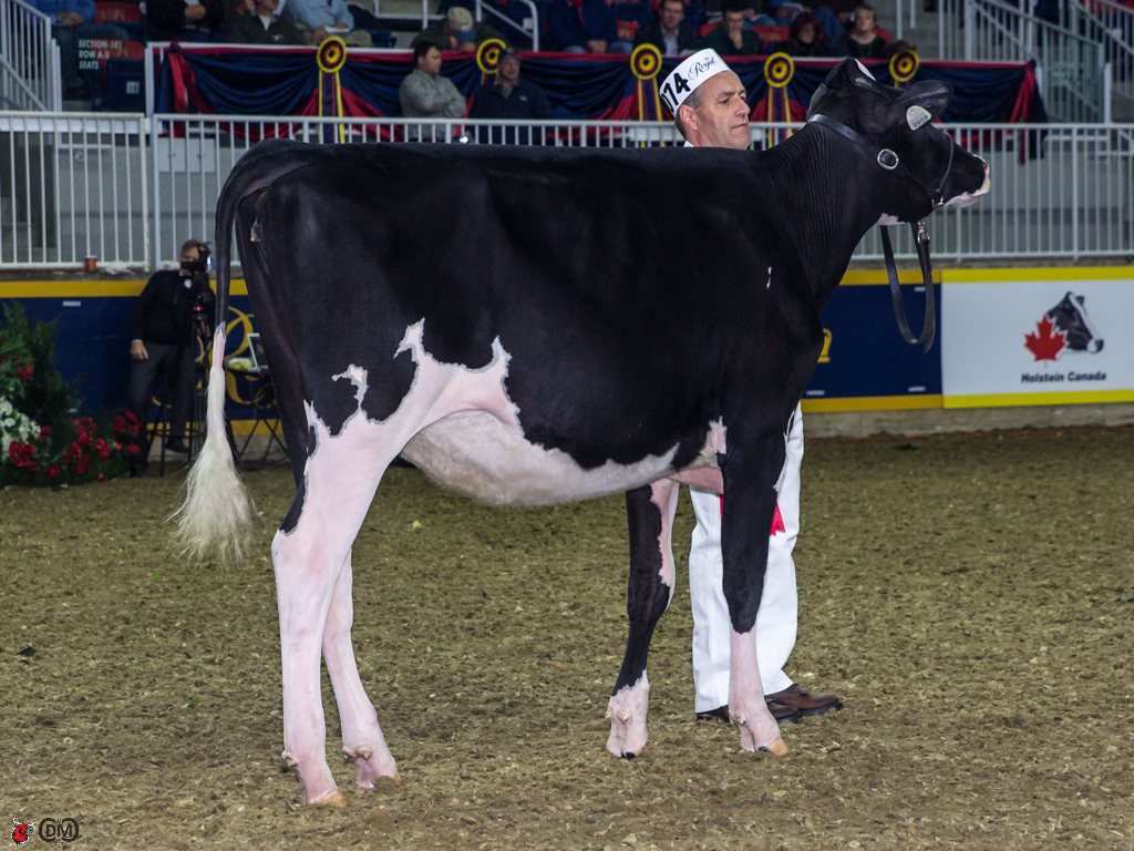 Royal Winter Fair 2013 – Holstein – Senior Heifer | The Bullvine