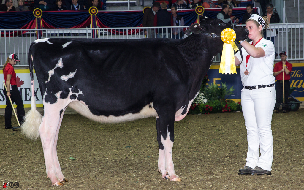 Royal Winter Fair 2013 – Holstein – Senior Heifer | The Bullvine