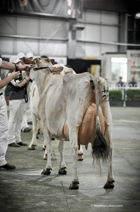 Champion Cow: Craigielea Avery Silky (Avery) 1st 5 Year Old, W and P ...