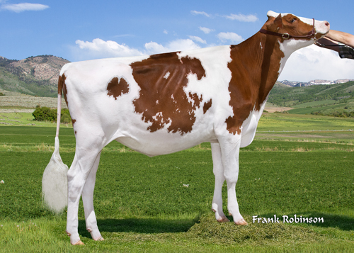 Jr. Champion R&W Holstein Show – Duckett P Lucy-Red