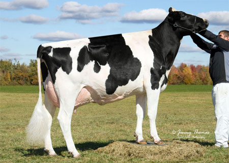 A-Mason Durham Lanny now EX-93, 95-MS 5y Grand Champion GA National ...