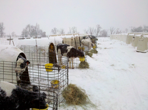Blizzard a blessing for drought-stricken US