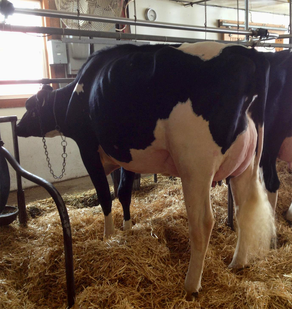 Heather Holme Goldwyn Mist VG 87 2 años (Fresco 3 semanas)