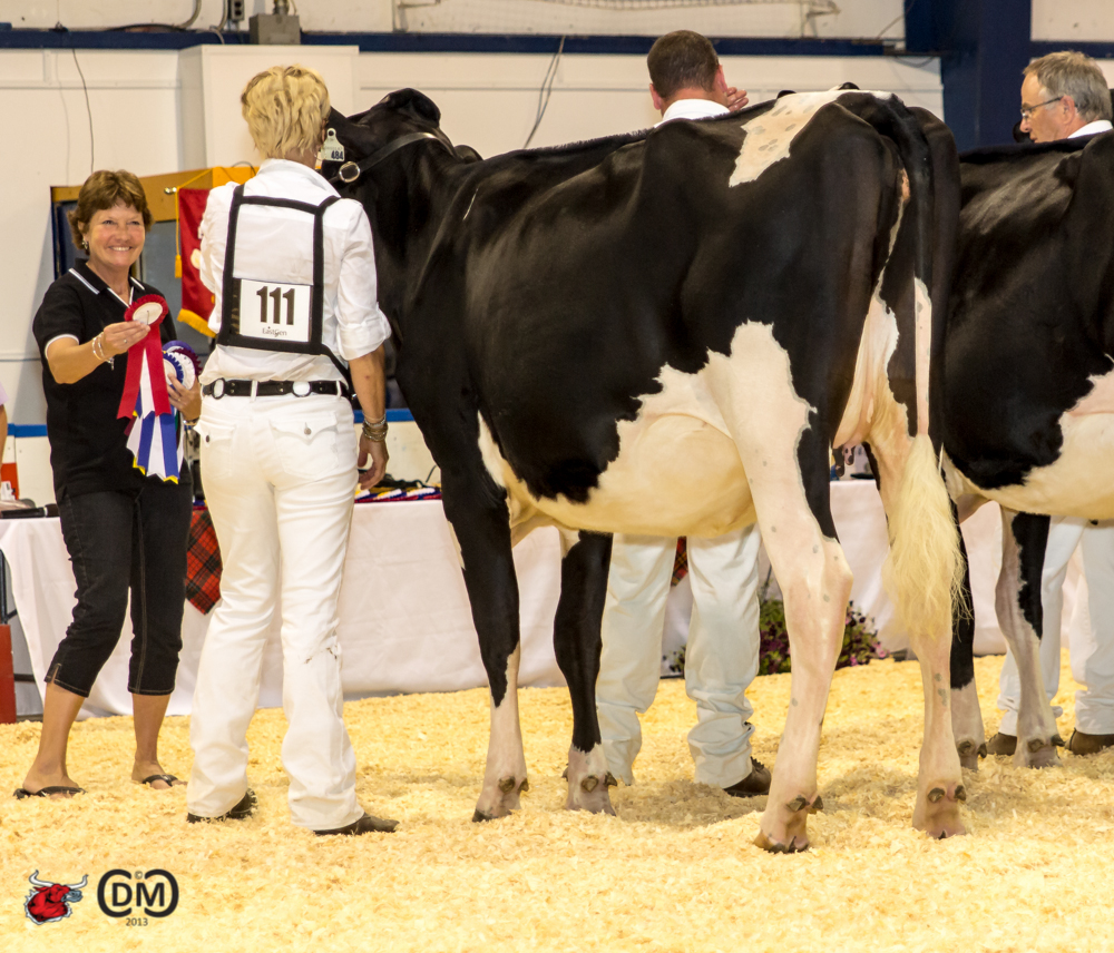 Velthuis Jasper Janice (Jasper) 1st place Senior Yearling Maxville ...