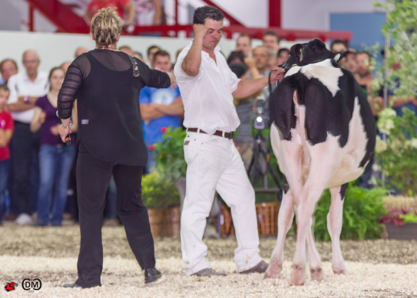 HM Intermediate Champion – Jacobs Duplex Anna (Duplex), Senior 2 year ...