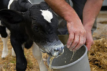 calf drinking