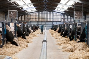 Cogent Lea Lane Stud 300dpi