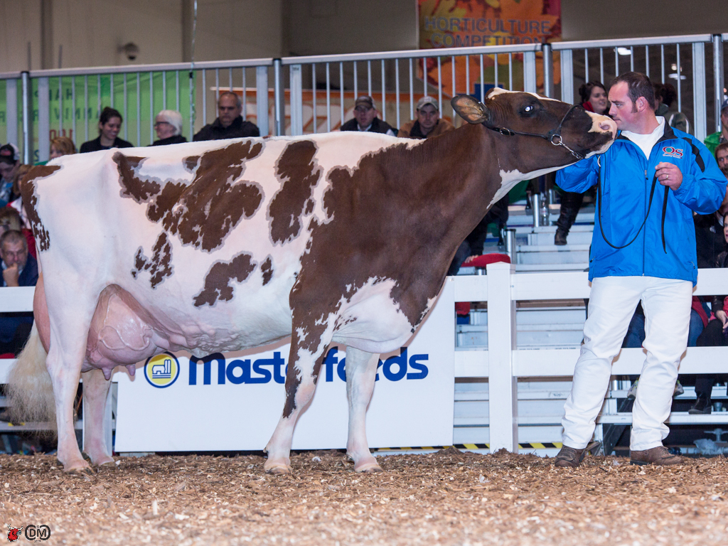 Grand Champion - Steam-Valley Wilton Magic Bri (Wilton), Kurt Wolf ...