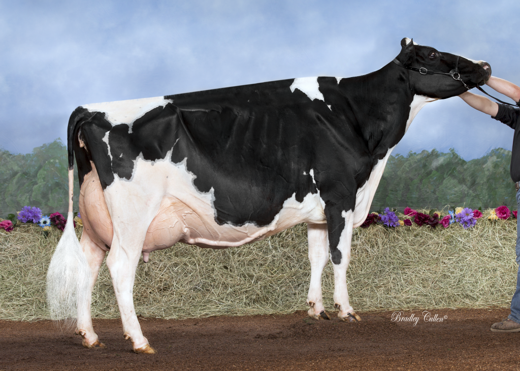 Grand Champion - FAIRVALE MORTY LADY 51 Photo ©Bradley Cullen Photography