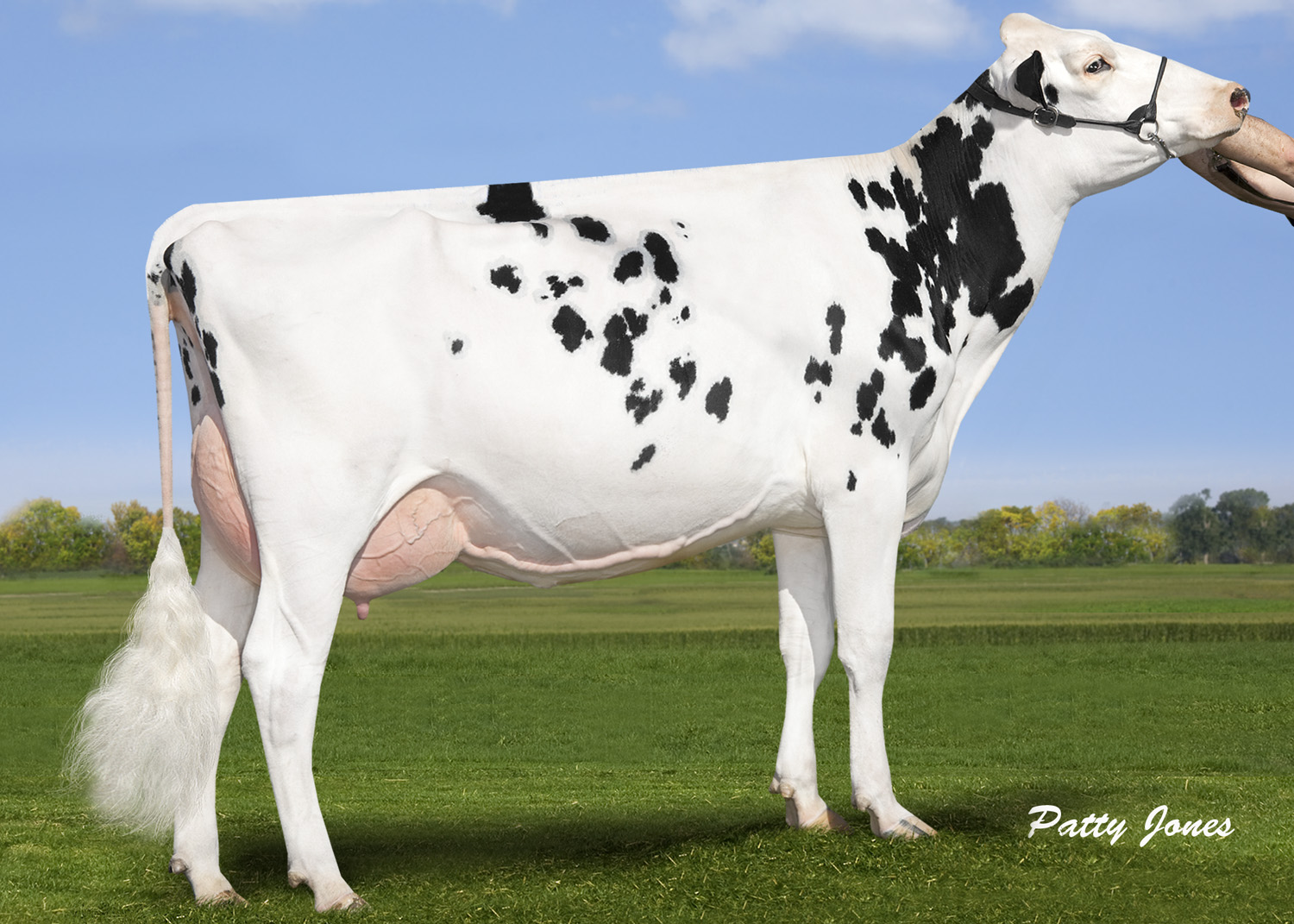 Holstein Canada | The Bullvine
