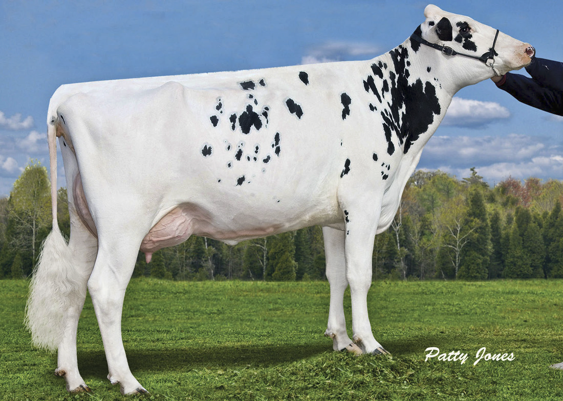 Holstein Canada | The Bullvine