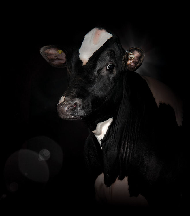 Alta Genetics is thrilled to announce the Limited Edition release of ...