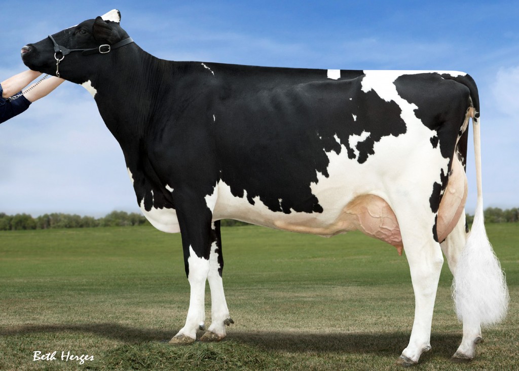 BKB Shottle Amorillo now EX-93, 94-MS (Shottle X Alicia)
