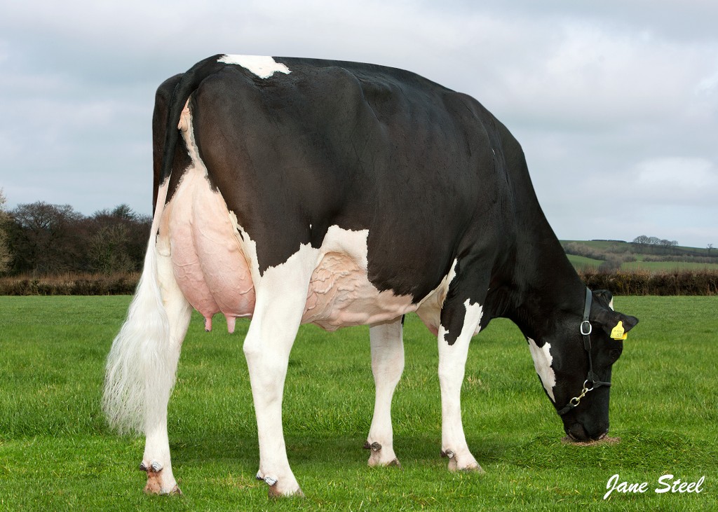 Cogent Twist daughter, Nortonhill Twist Berry