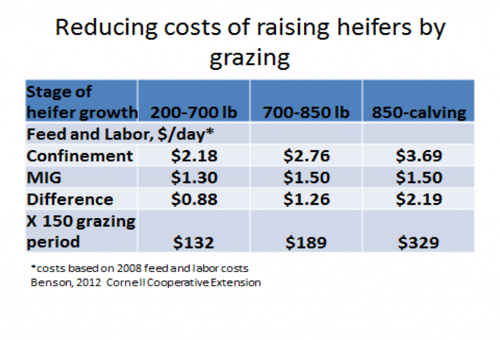 Heifer Raising | The Bullvine