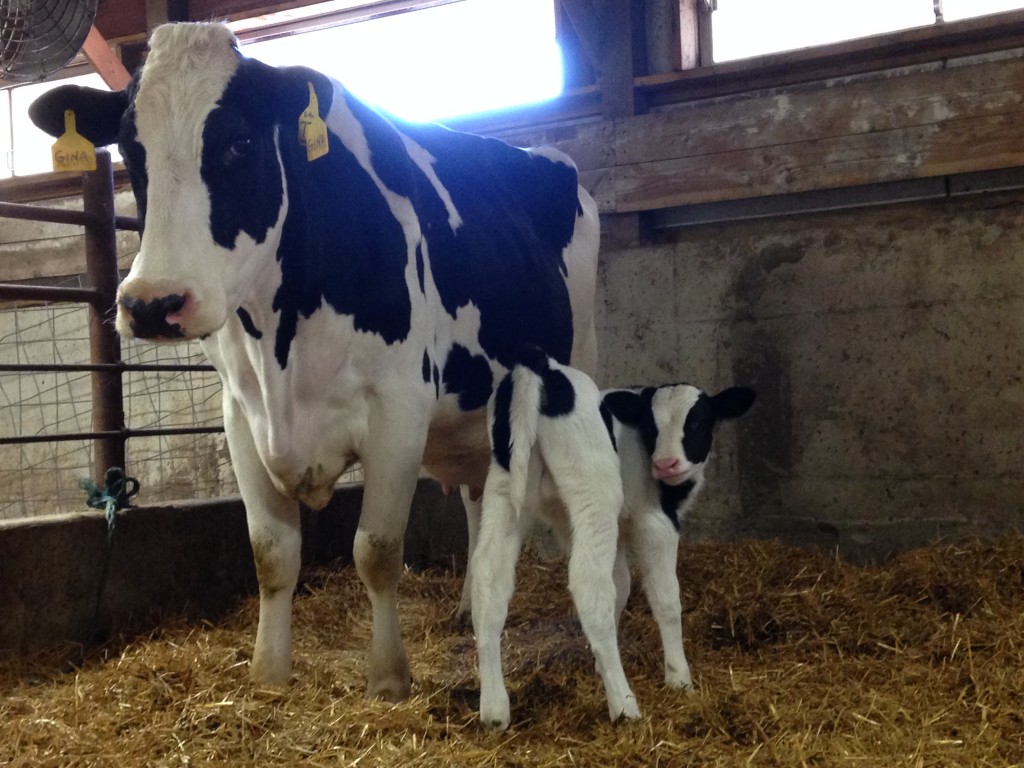 If calves stay with their mother for days or weeks, the strong bond can ...