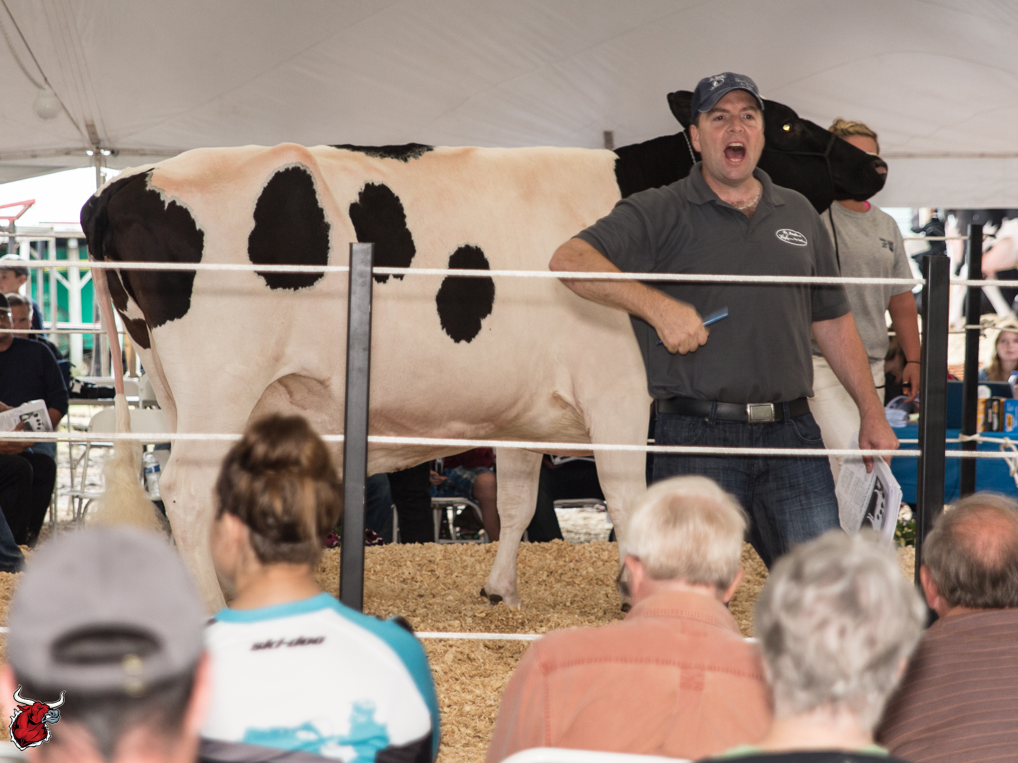Dairy Cattle Shows | The Bullvine