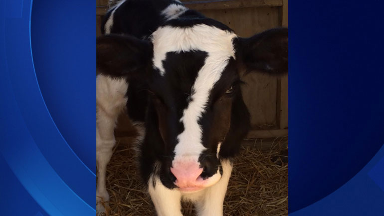 (Photo Courtesy: Vale Wood Farms’ Facebook Page)