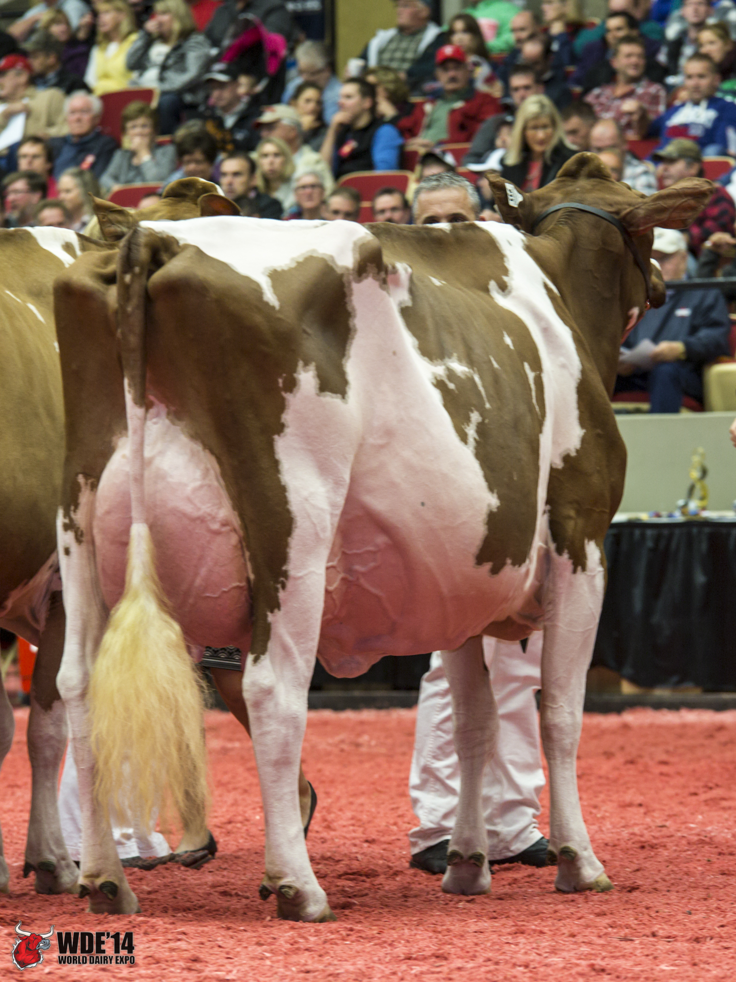 wi y 16 2924 lyons dl rlity 7 winks red carly a lyons castallia ia y ...