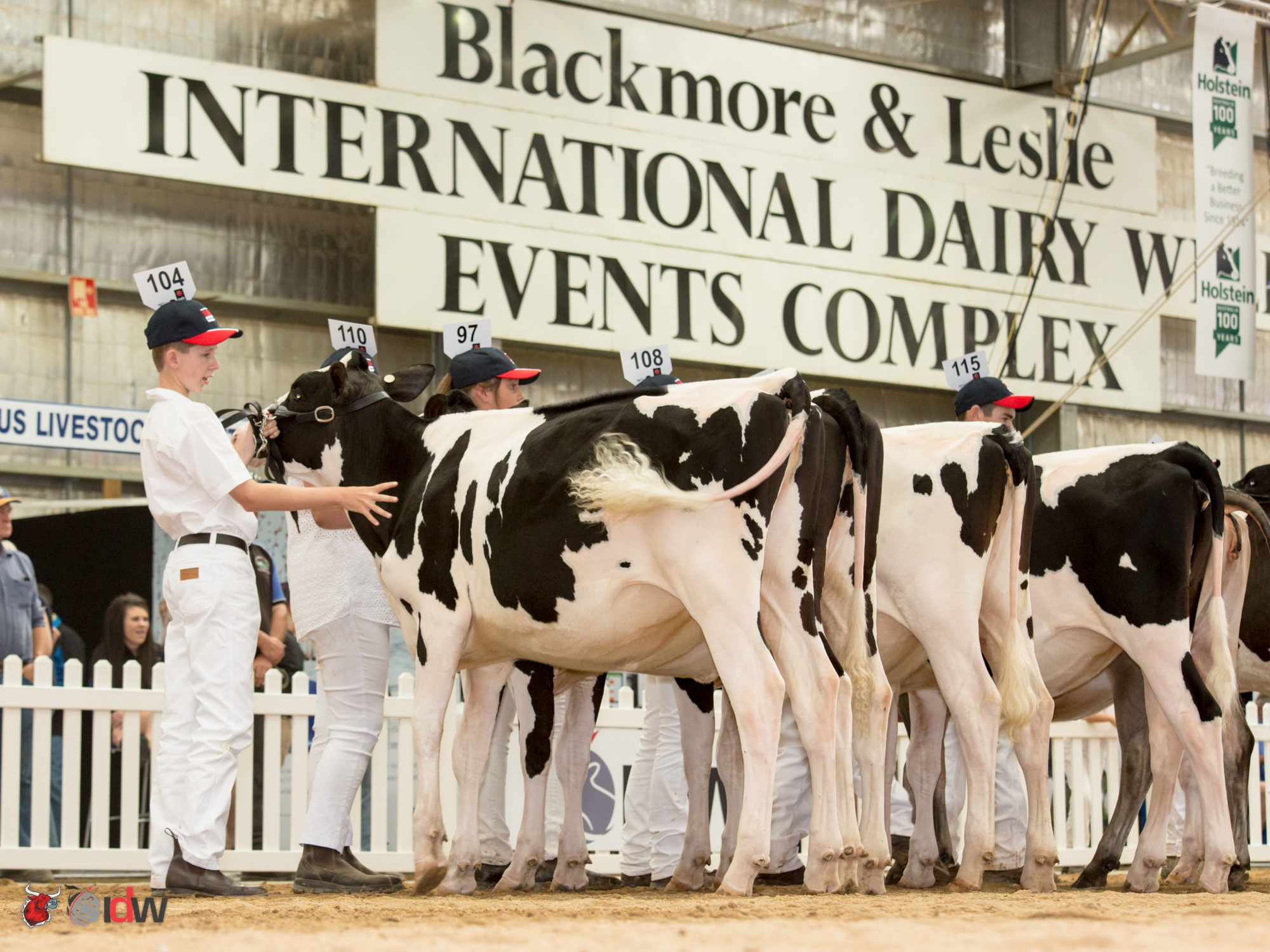 Class 06 Heifer born 01/01/14 to 31/03/14 – Junior Leader