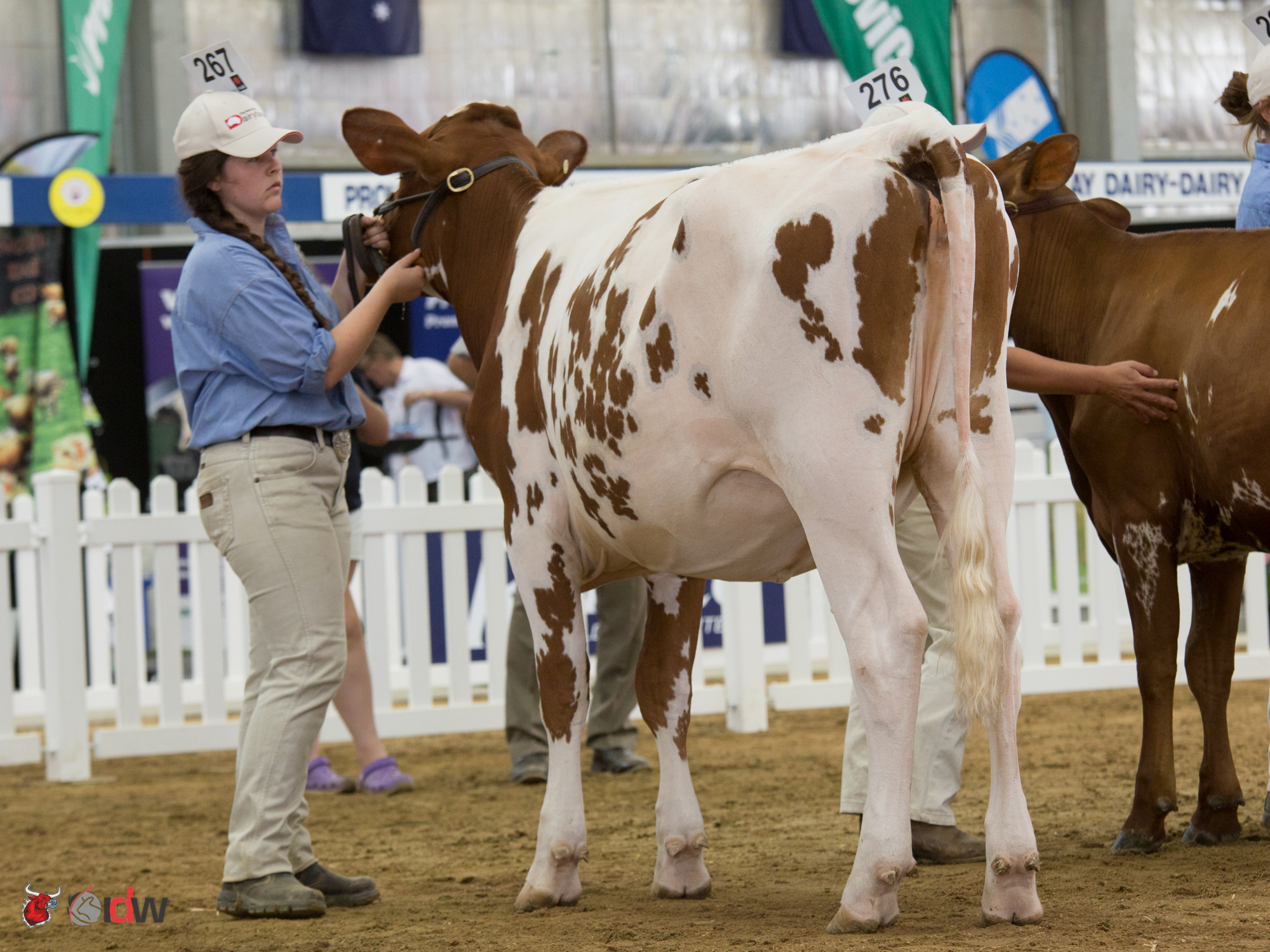 Class 03 Heifer, born 01/07/13 to 31/12/13