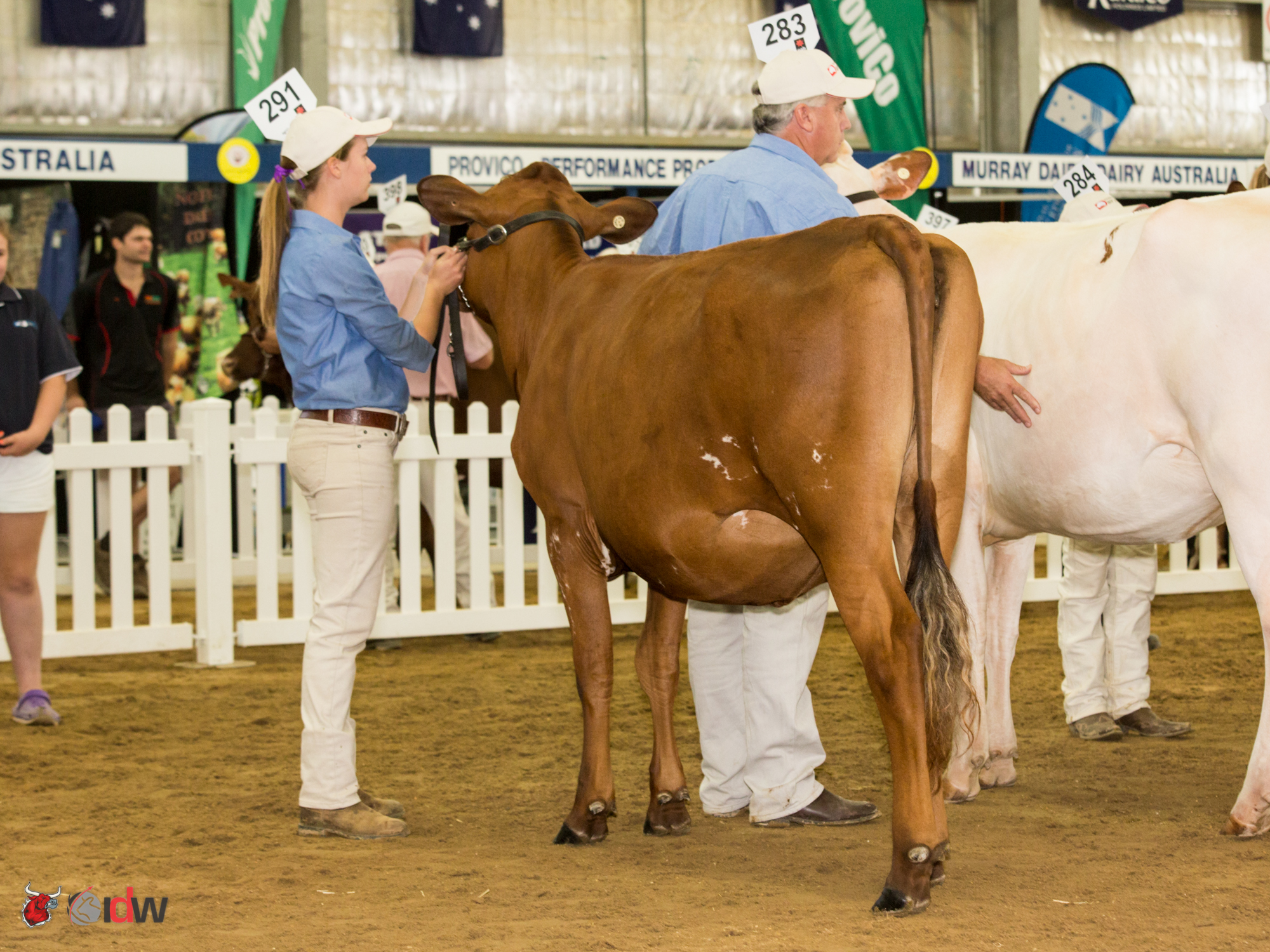 Class 04 Heifer, Dry born 01/01/13 to 30/06/13