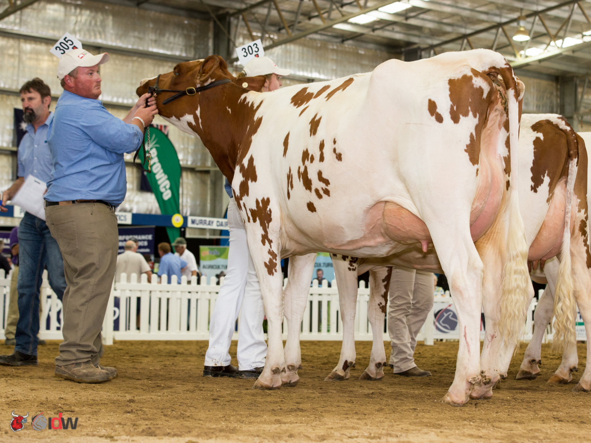 Class 07 Heifer, 2yrs in Milk, born 01/07/12 to 30/06/13