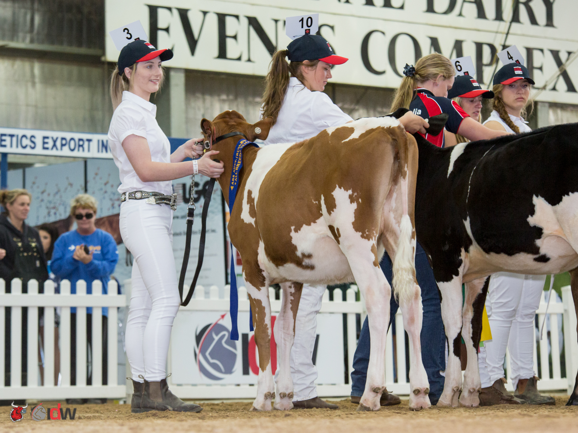 Class 01- Heifer born 01/07/14 to 31/12/14 – Senior Leader