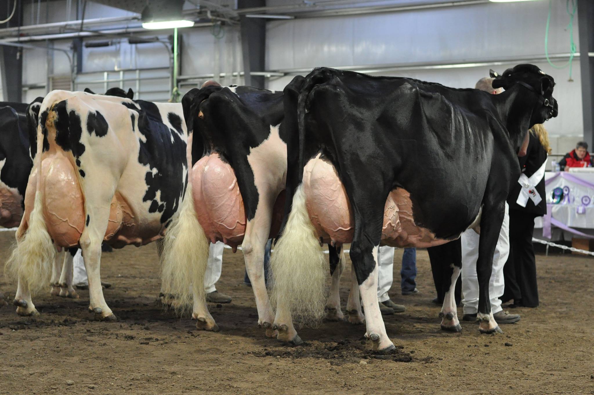 150,000 POUND COWS (4)