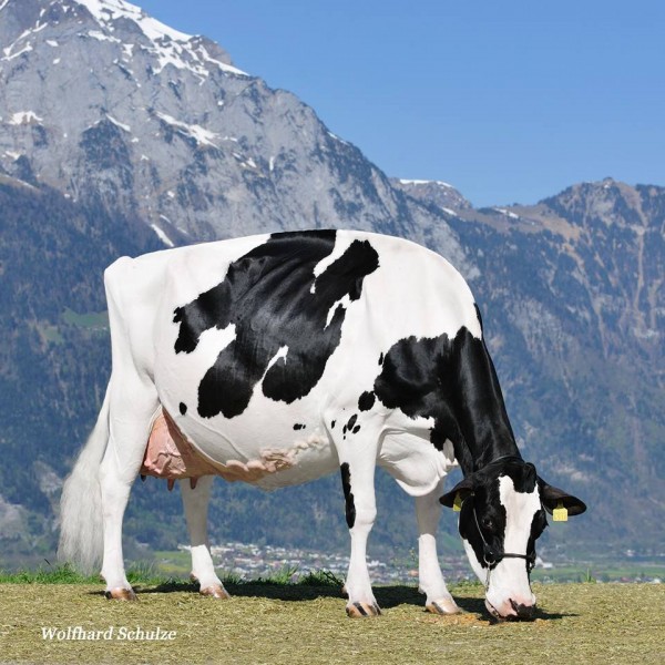 DecrausazOKalibra-Front(graze)