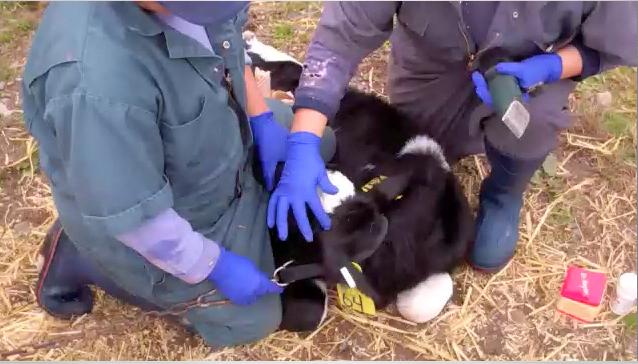 Cats De-Clawed. Cows De-Horned. Children restrained.