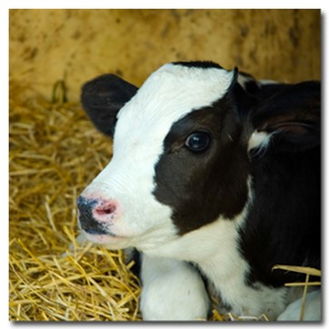 Holstein Calves