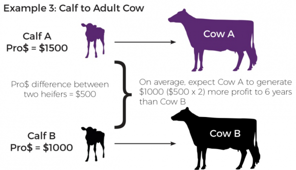Animal’s Transmitting Ability Versus Genetic Merit