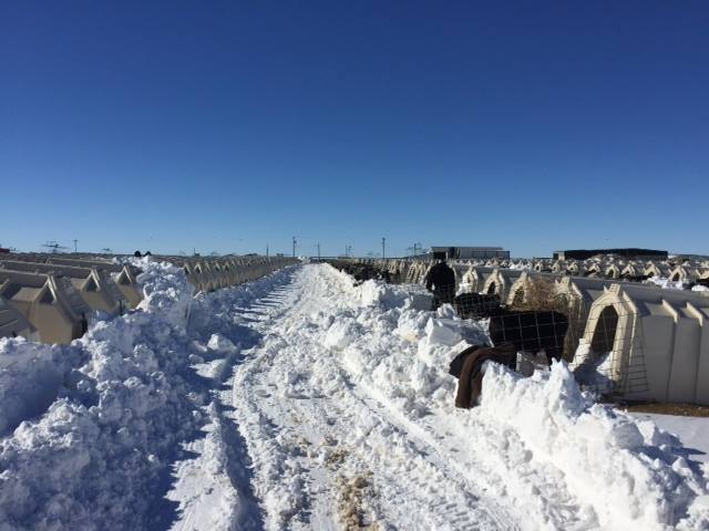 Cows have literally been buried alive for two days” he says. “Some of ...