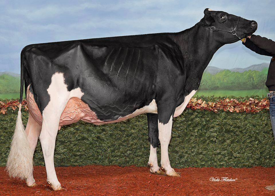 Robella Dundee Eden EX 1*