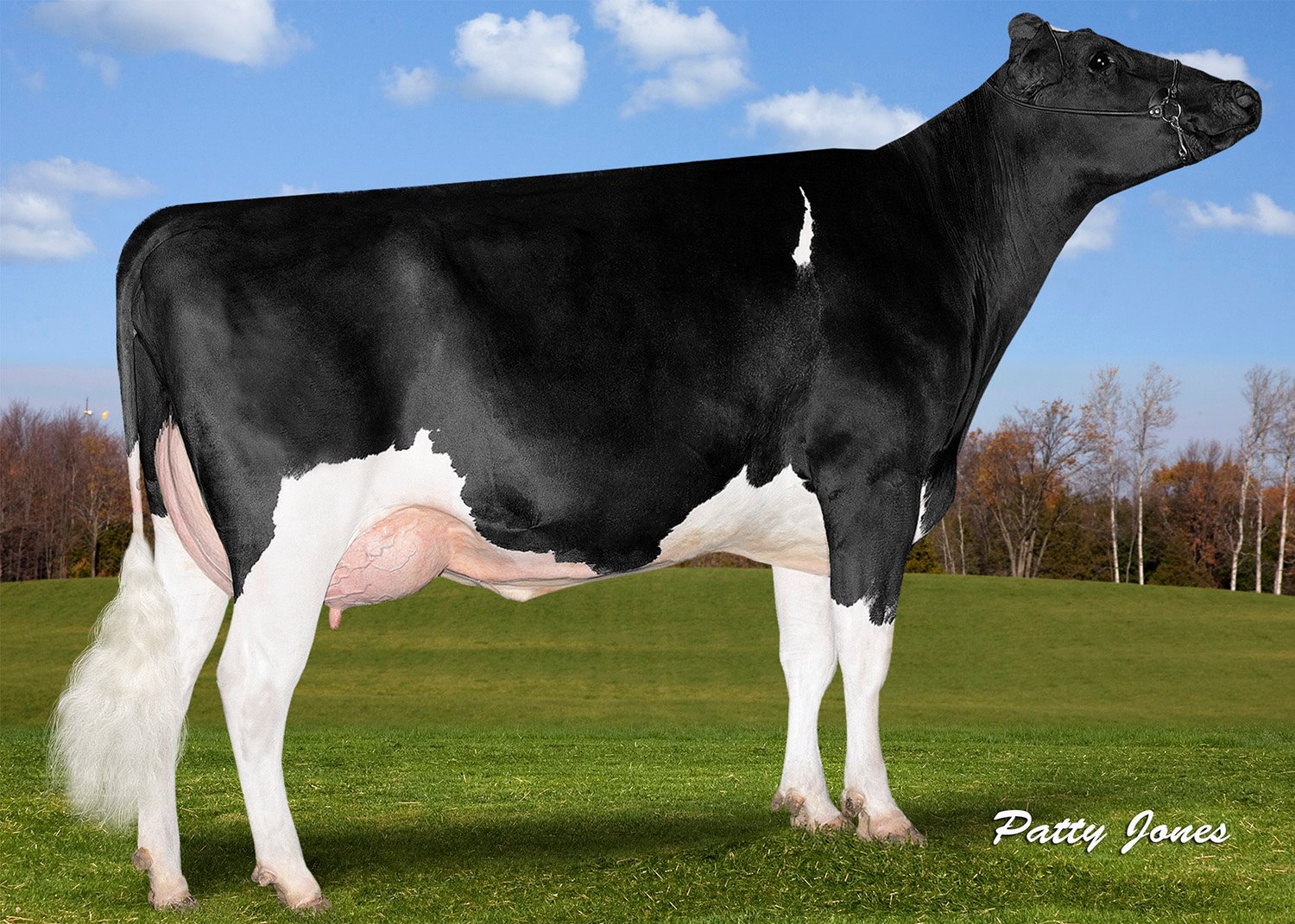 #1 Protein Cow in August 2015-