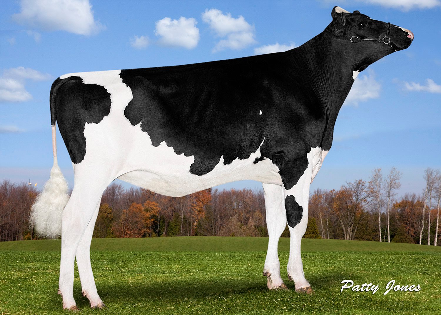 Now let’s ‘talk cow’ for a moment.