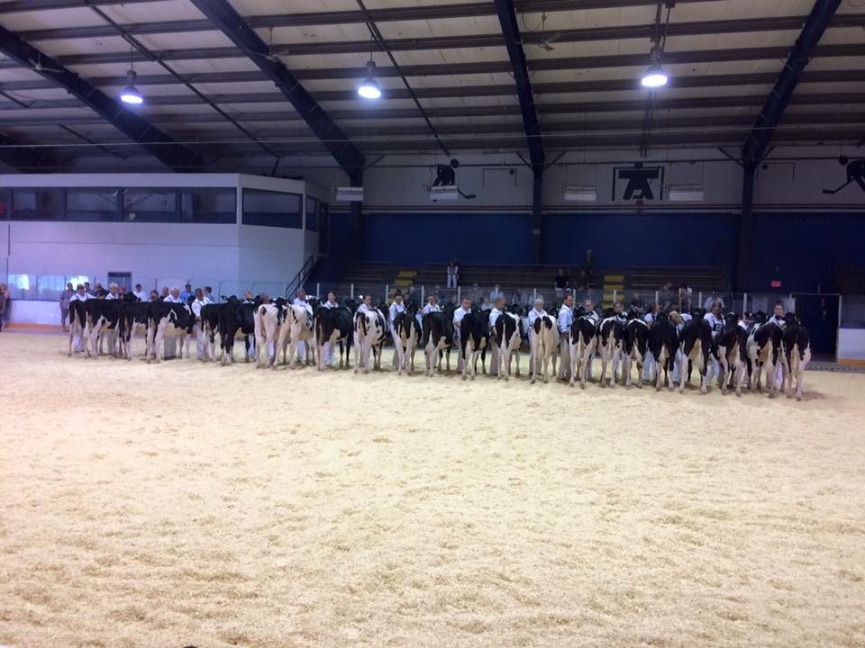 SENIOR CALF (36)