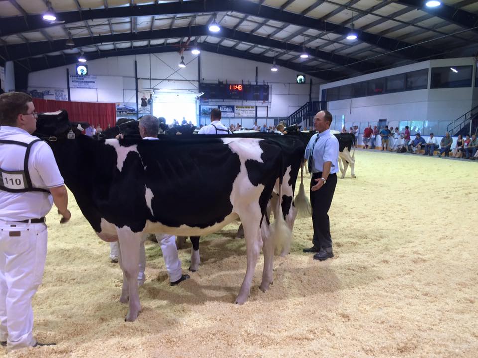 JUNIOR YEARLING (11)